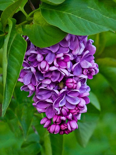 Nothing Special: F80EXR – Ornamental Gardens and Tulip Festival